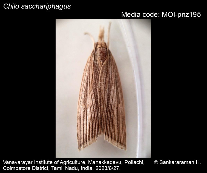 Chilo sacchariphagus (Bojer, 1856) - Sugar Cane Spotted Borer | Moths
